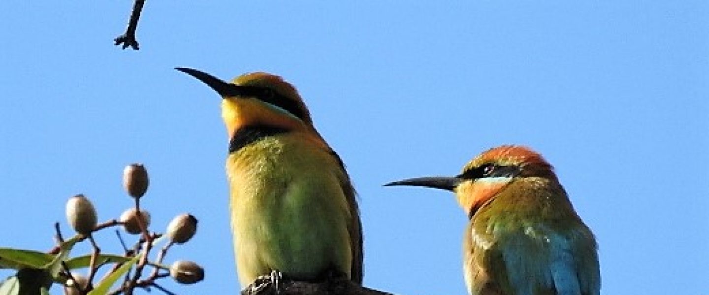 cropped-rainbow-bee-eater-male-and-female-2.jpg – Australian Acoustic ...