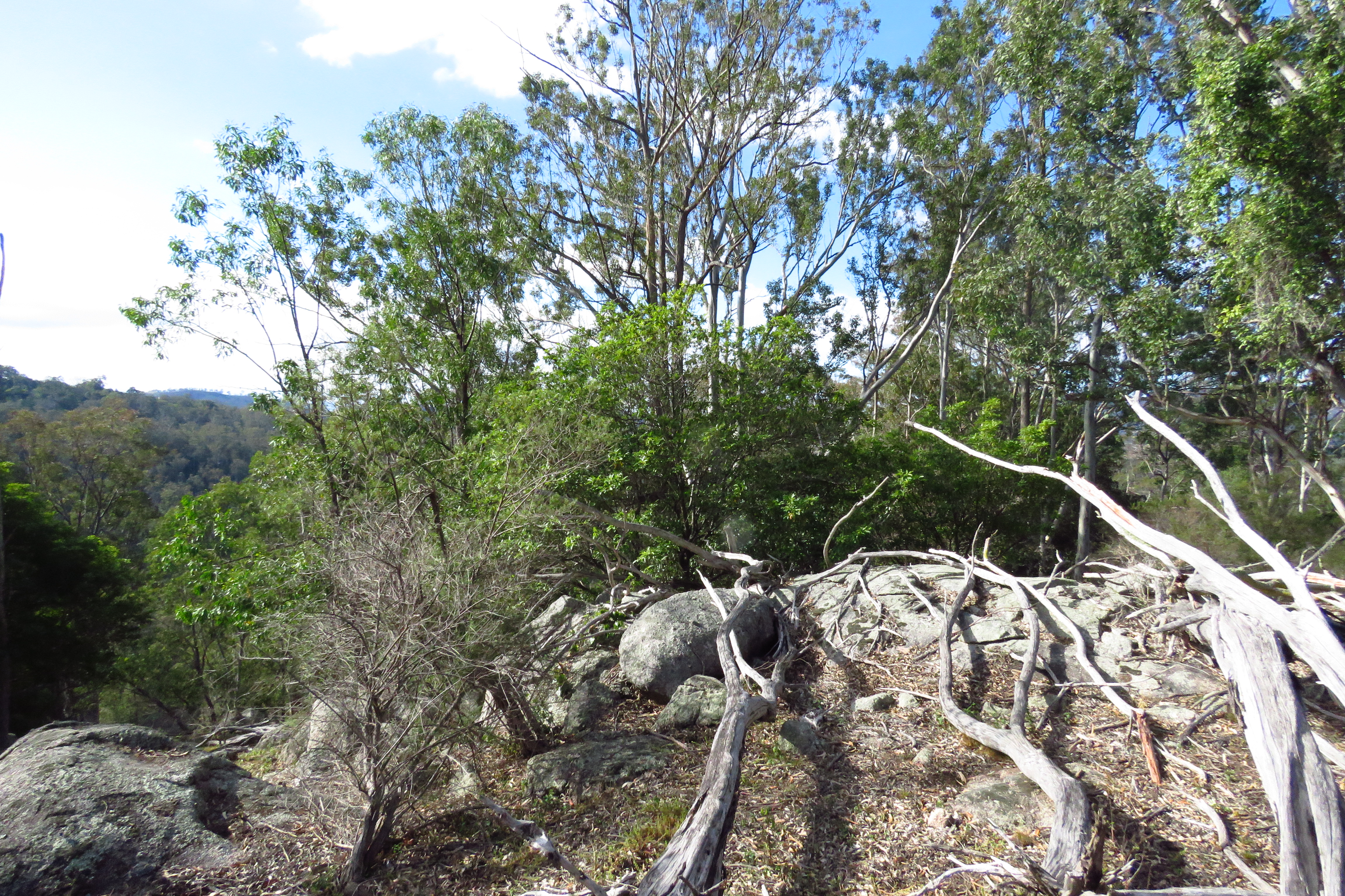 Temperate broadleaf and mixed forests – Australian Acoustic Observatory ...
