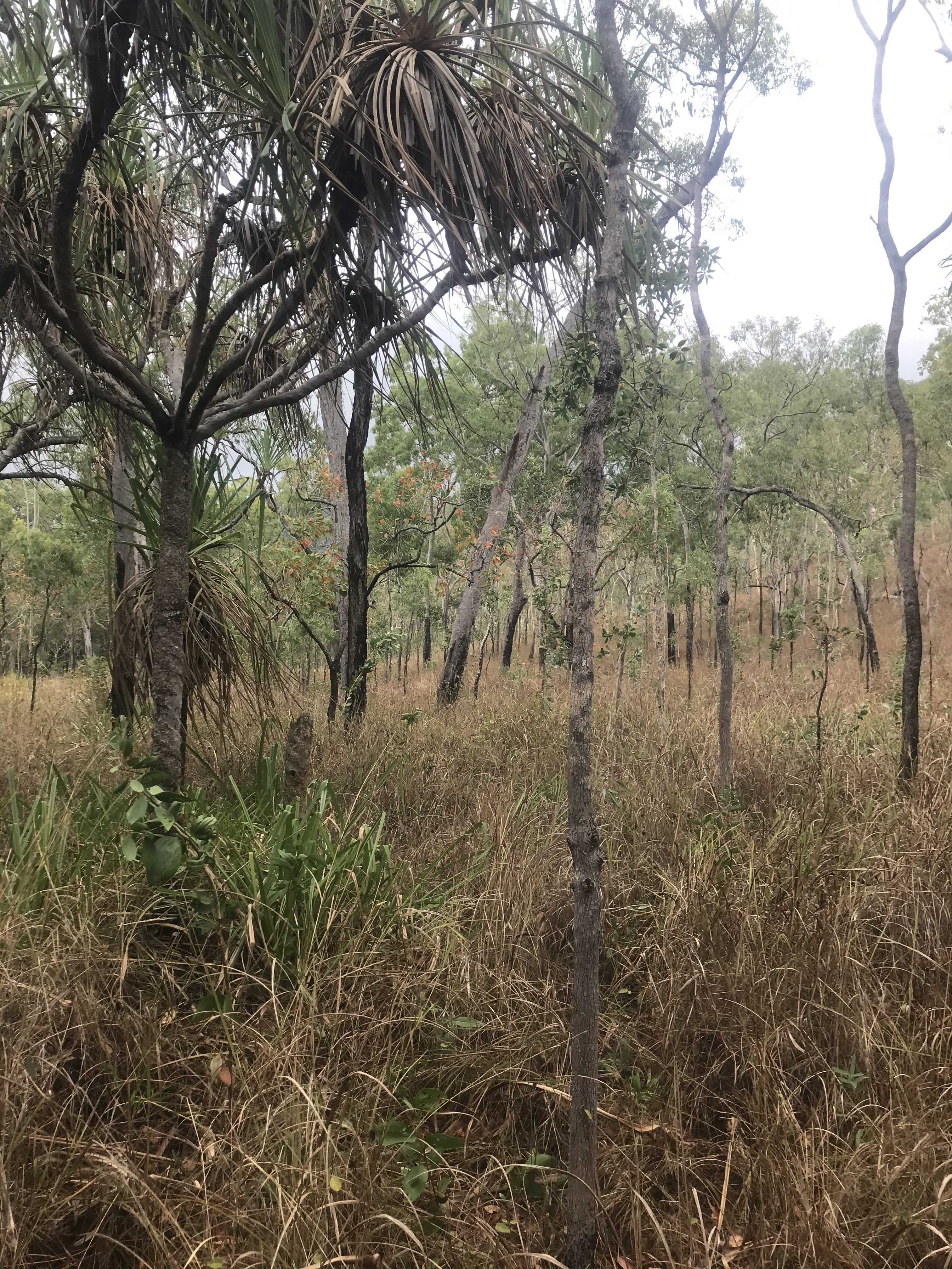 Tropical and subtropical moist broadleaf forests – Australian Acoustic ...